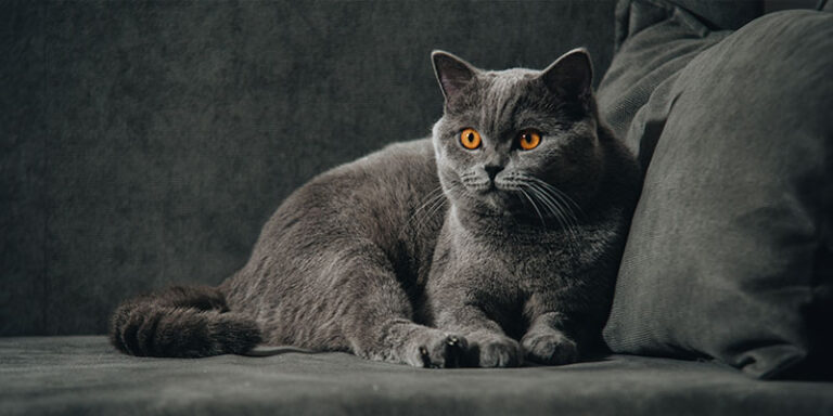 Blog - ILONA ANDREWS