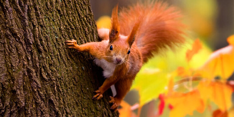 Blog - ILONA ANDREWS